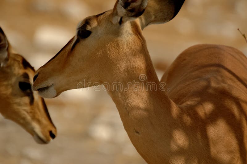 Two Springbok stock image. Image of marsupialis, deer - 83782715