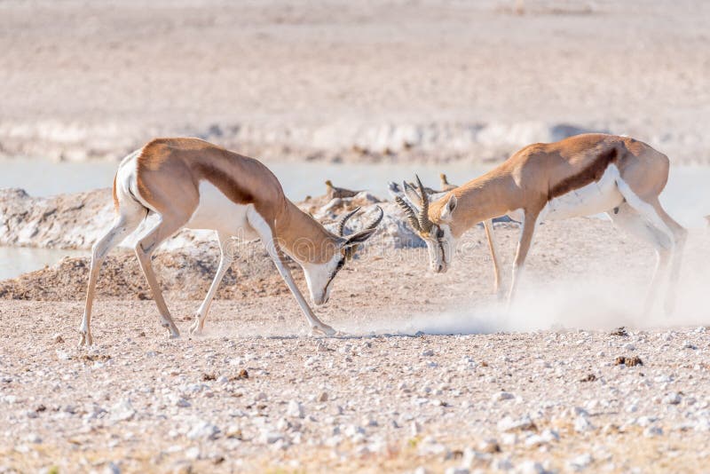 Two Springbok Rams Fighting Stock Image - Image of mammals, namibia ...