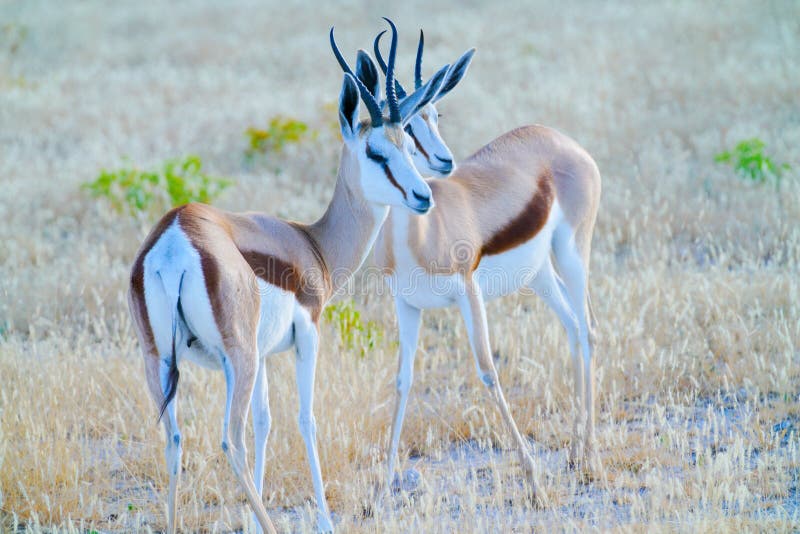 Two Springbok Standing Together. Stock Image - Image of grazing, safari ...