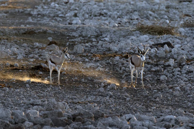 Two springbok are sunset stock photo. Image of region - 145471324