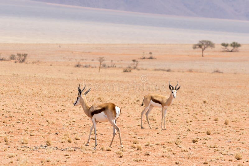 Two springboks stock image. Image of antilope, desert - 59688383