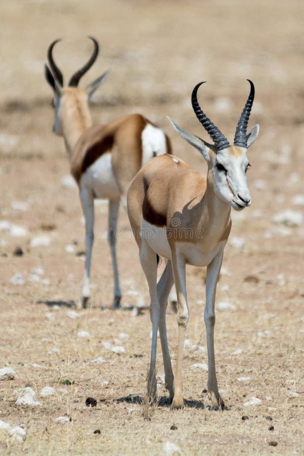 Two springboks stock photo. Image of brown, animal, etosha - 59257150