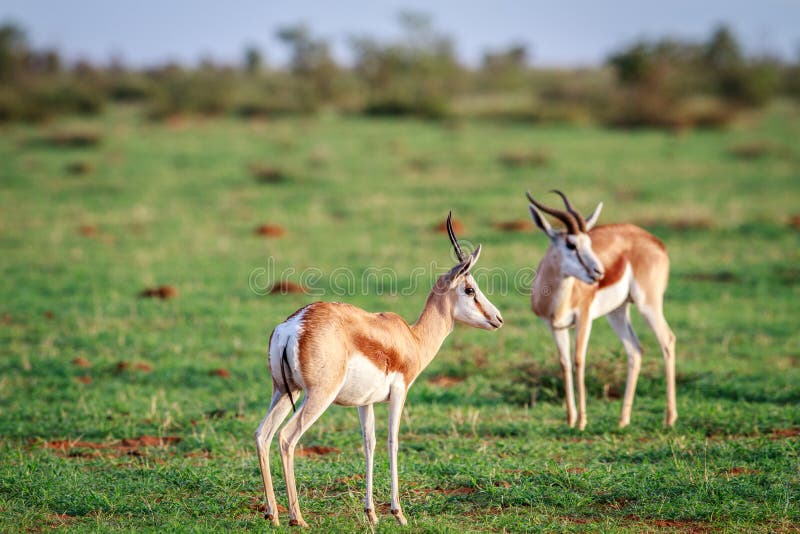 Two Springboks Standing in the Grass. Stock Image - Image of nature ...