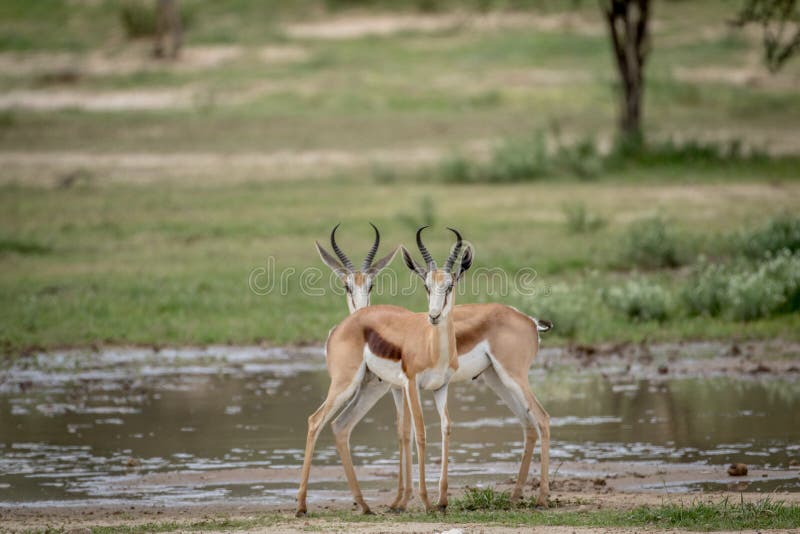 Two Springboks Starring at the Camera. Stock Photo - Image of bovidae ...