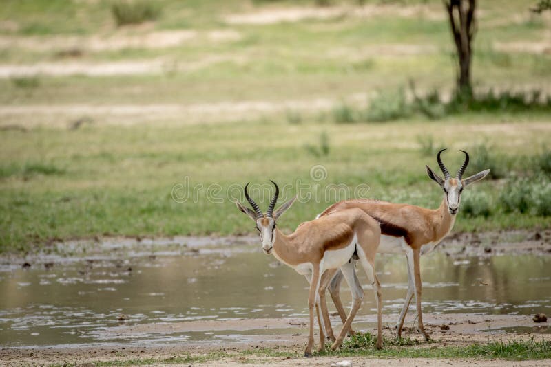 Two Springboks Starring at the Camera. Stock Image - Image of kalahari ...