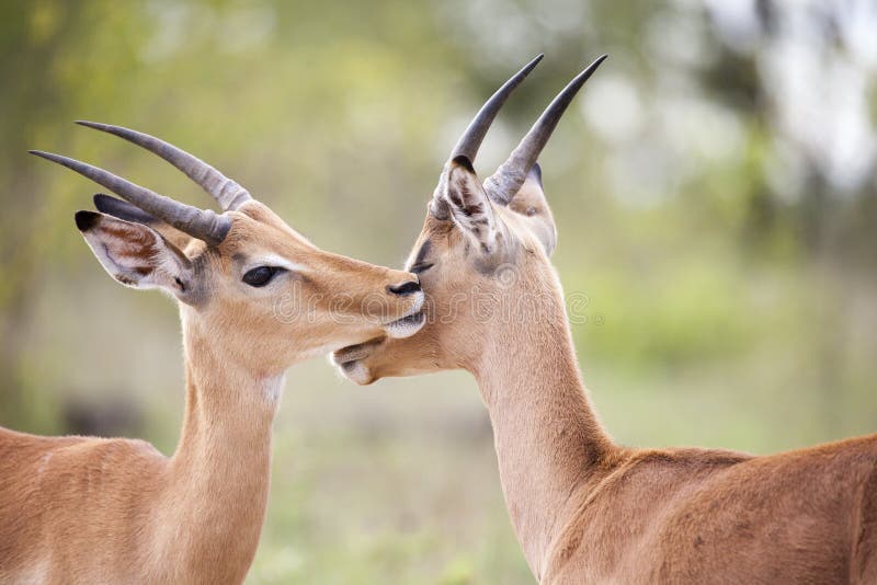 Two Springbuck Standing Close Together Faces Touching Stock Image ...