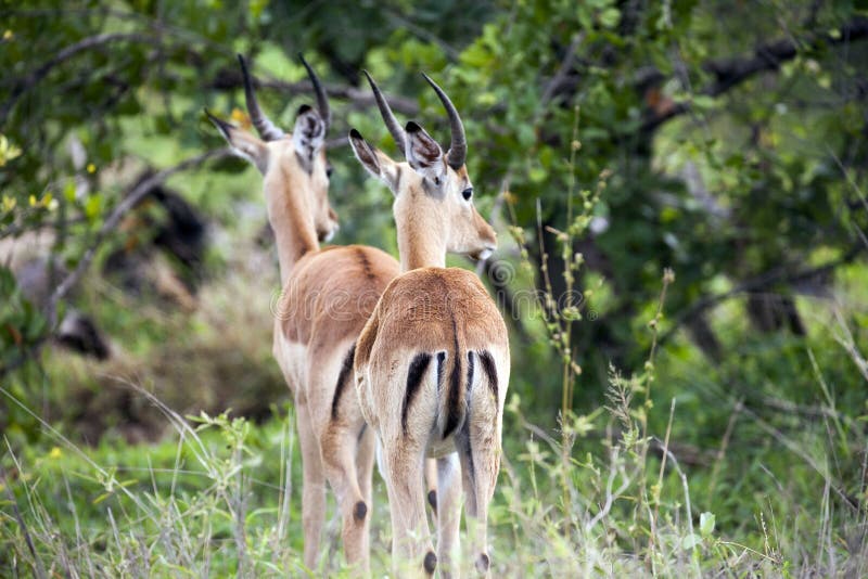 Two Springbuck Standing Together Pictured from Behind Stock Photo ...