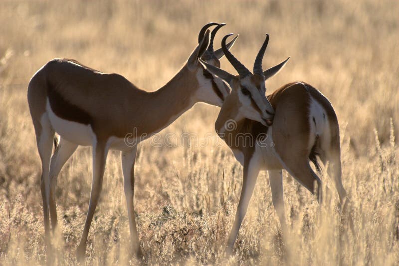 Two Springbucks in the Evening Sun Stock Image - Image of park ...