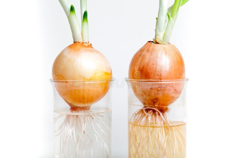 Two Sprouted Bulbs in Clear Glass Closeup Stock Image - Image of green ...