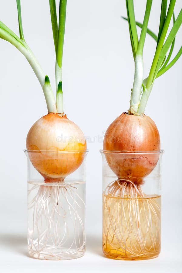 Two Sprouted Bulbs in Clear Glass Closeup Stock Image - Image of ...