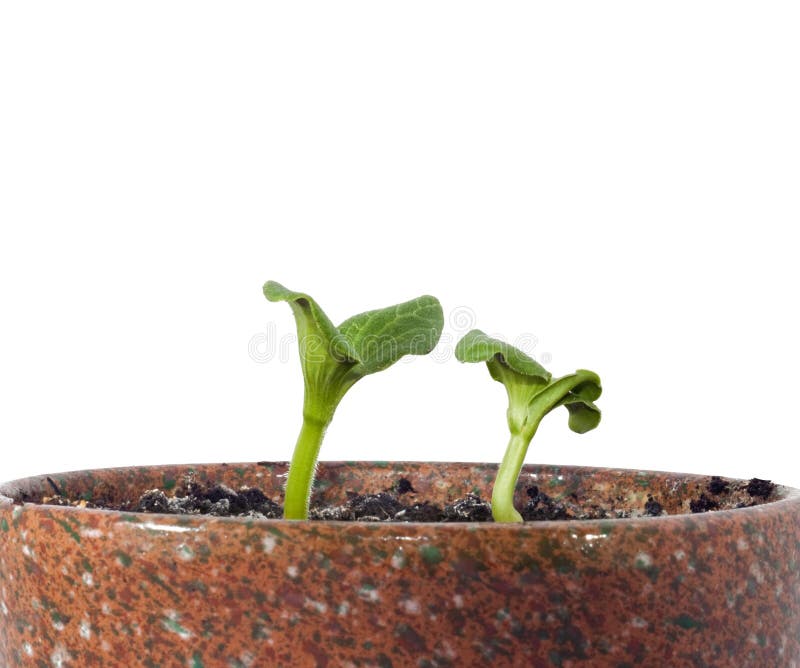 Two sprouts stock image. Image of concept, agriculture - 25899015