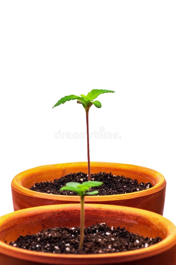 Two Sprouts of Marijuana on a White Background. Growing Marijuana in a ...