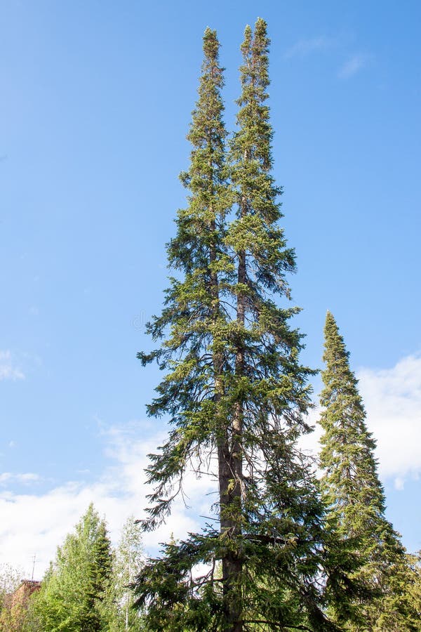 Two Spruce are Growing from One Trunk. Stock Photo - Image of growth ...
