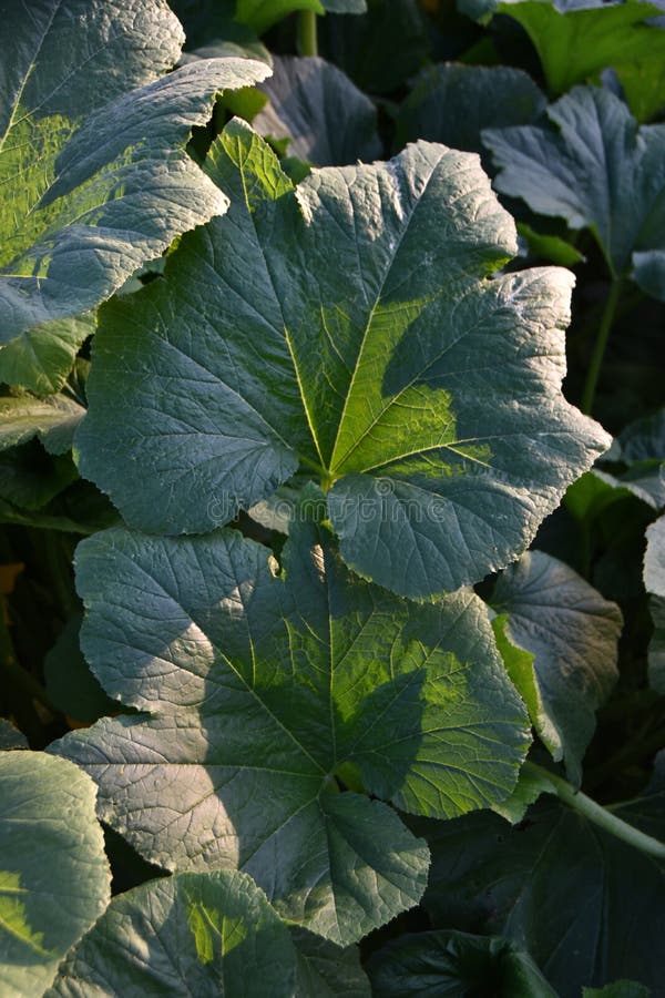 Two Squash Plant Leaves stock photo. Image of garden - 172033954