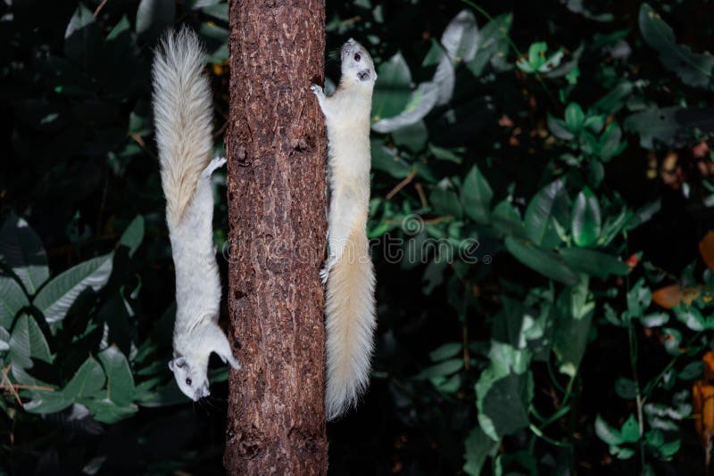 Two Squirrels are Climbing the Tree Stock Image - Image of outdoor ...