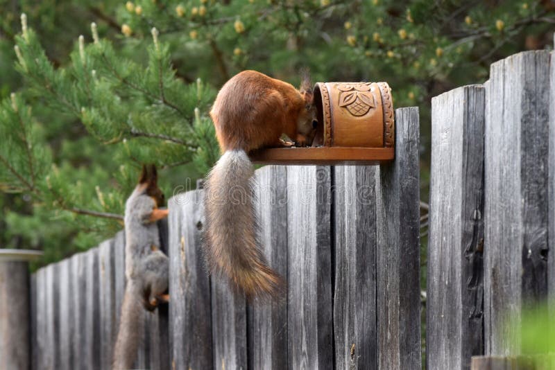 Squirrels on the Fence and Pine Branches in the Garden Stock Photo ...