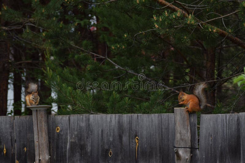 Two Squirrels Eats Nuts on the Fence and Pine Forest Stock Image ...