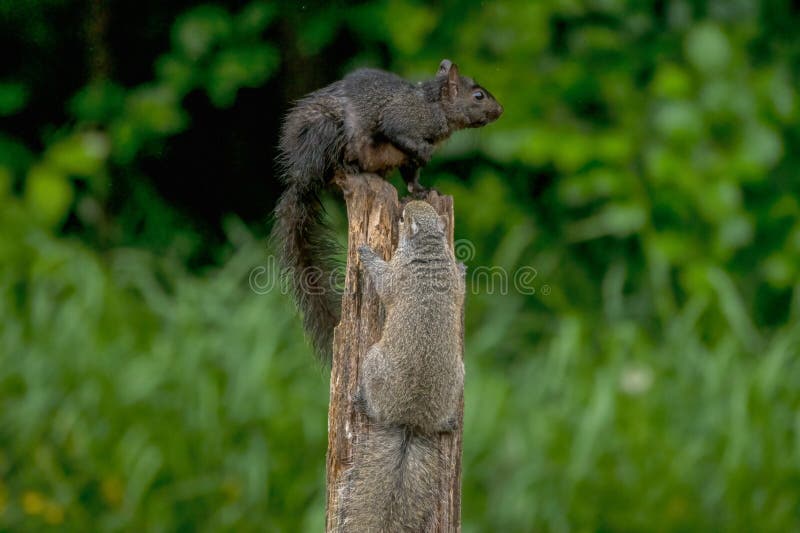 Two Squirrels Frightened Up a Post in Spring Stock Photo - Image of ...