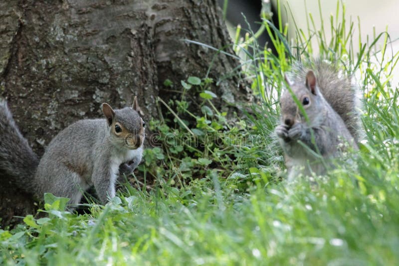 Two Squirrels Eat Seeds in Winter Forest, Squirrel Family Stock Image ...