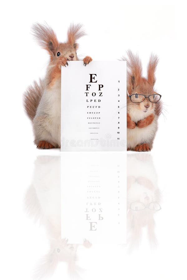 Blind Squirrel Stock Photos - Free & Royalty-Free Stock Photos from ...