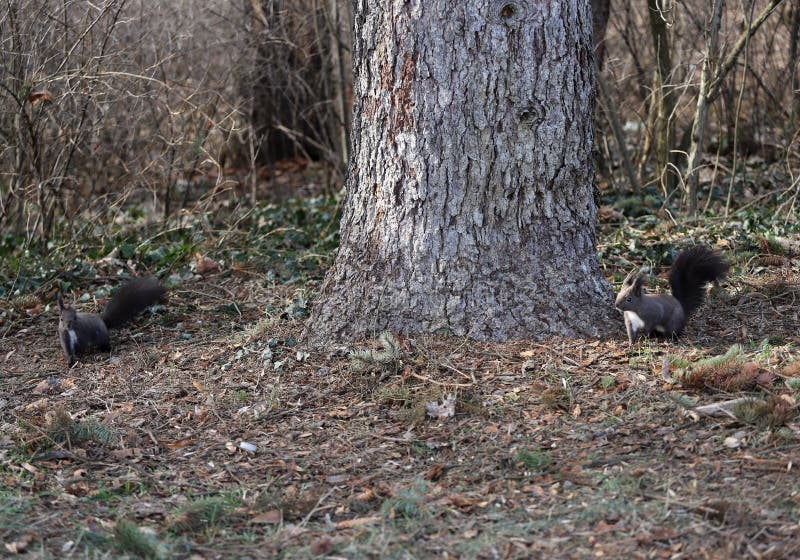 Two Squirrels Play in the Forest in a Park Stock Image - Image of bushy ...