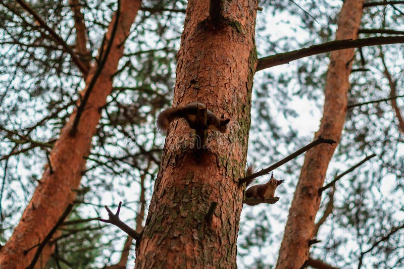 Two Squirrels Playing on the Branches of a Pine Tree Stock Photo ...
