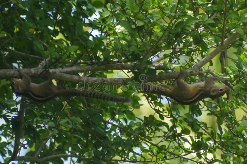 Two Squirrels are Playing on Tree. Stock Photo - Image of animal, lanka ...