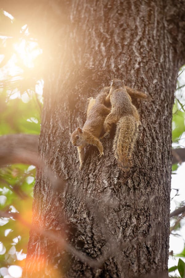 Two squirrels stock image. Image of outdoor, nature - 192728367