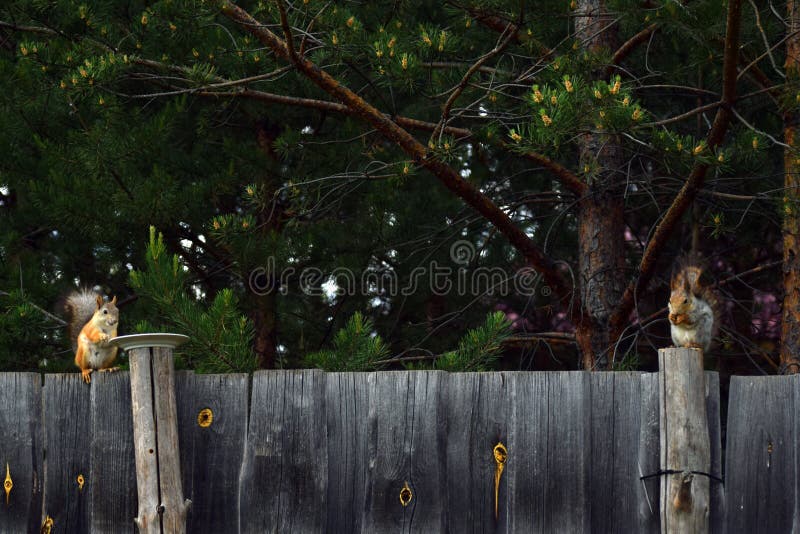 Squirrels on the Fence in the Garden Stock Photo - Image of branches ...