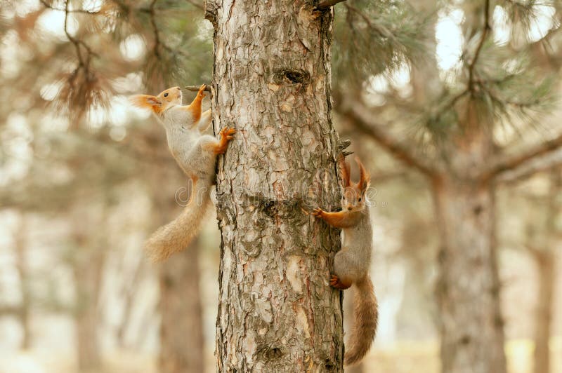 Two Squirrels are Sitting on a Tree Trunk. Sciurus Vulgaris Stock Image ...
