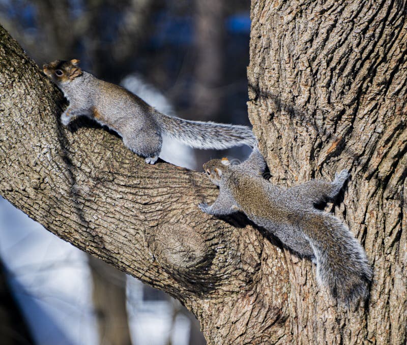 Two Squirrels Standing and Sitting on a Tree Branch. Stock Image ...