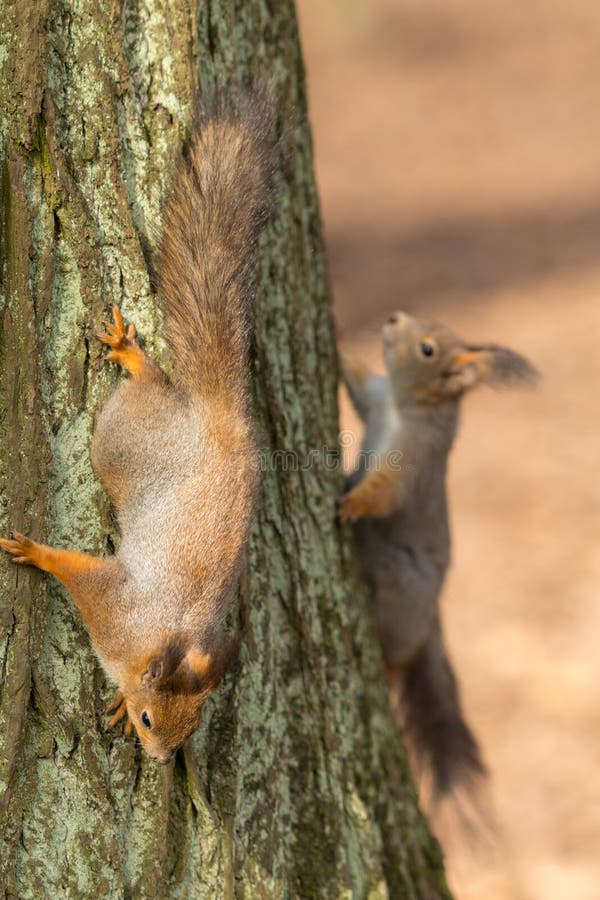Two squirrels stock photo. Image of tree, wood, brown - 2247302