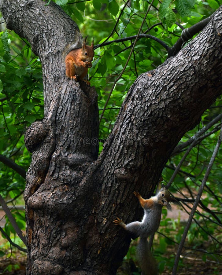 Two squirrels on the tree stock image. Image of rodent - 103151559
