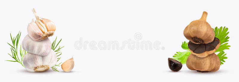 Two Stack of White Organic Garlic with Dill and Fermented Black Garlic ...