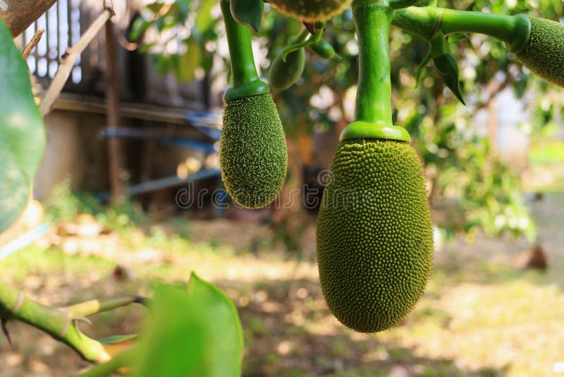 Two Stages of Young Jackfruit Stock Photo - Image of taste, small ...