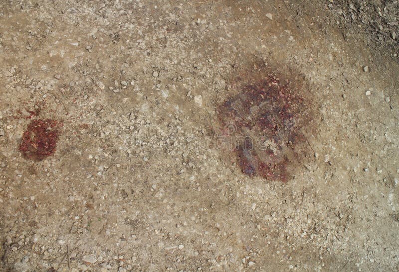 Two stains of blood stock photo. Image of vegetation - 115477228