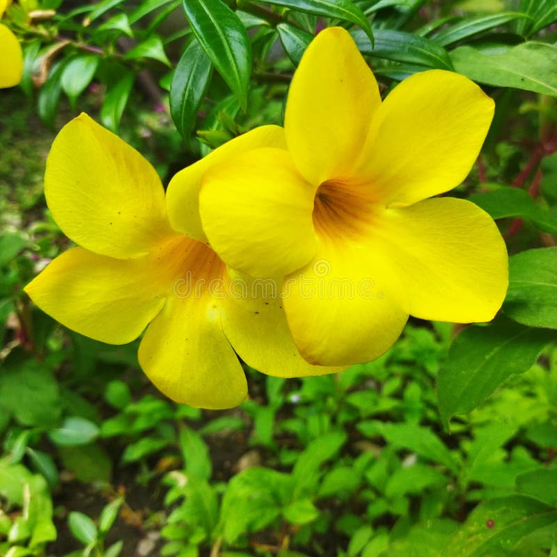Sturdy Yellow Trumpet Flowers Stock Photos - Free & Royalty-Free Stock ...
