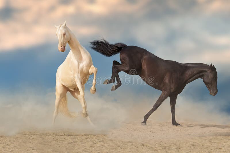 Two stallion run and play stock image. Image of beautiful - 178958531