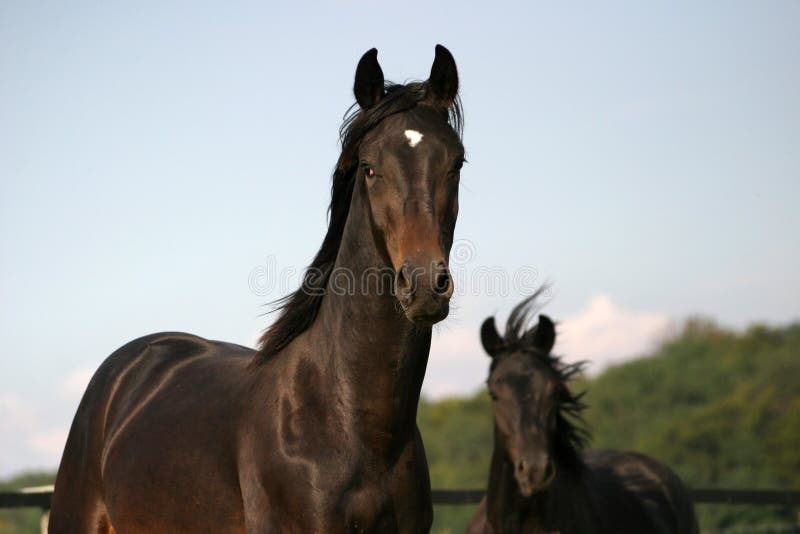 Two stallions stock photo. Image of friends, loyal, black - 2389214