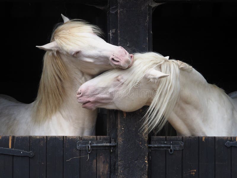 Two Stallions stock image. Image of pony, alert, face - 103057187