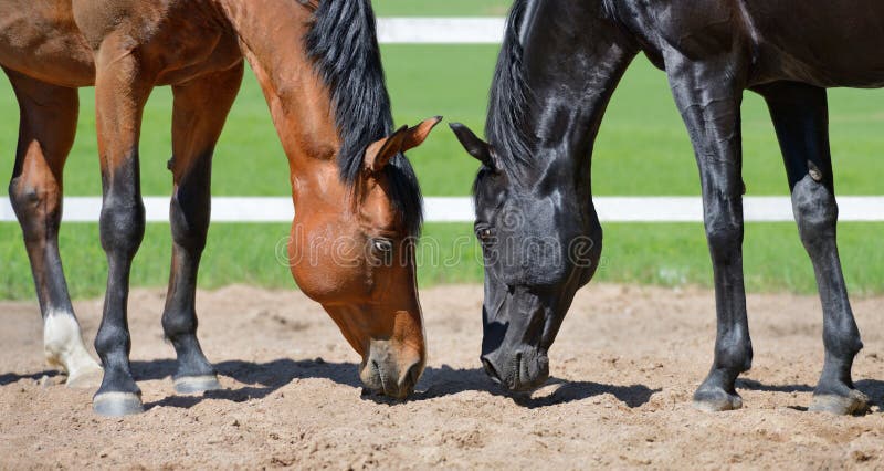 Two stallions smell sand stock image. Image of manege - 29255187
