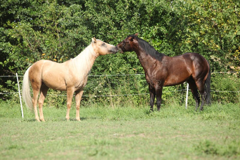 Two Stallions Standing on Pasturage Stock Image - Image of palomino ...