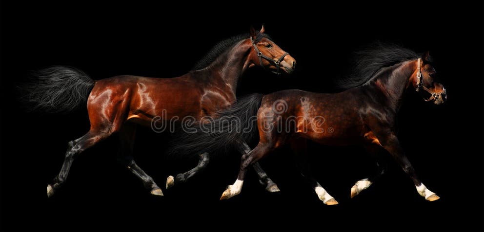 Two stallions trot stock photo. Image of equine, animal - 4140620