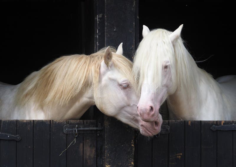 Two Stallions stock image. Image of looking, face, head - 103056797