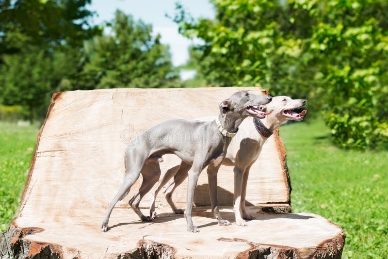 Two standing greyhounds stock image. Image of pedigreed - 48102539