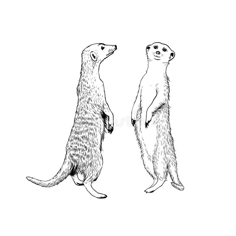 Meerkat Surikat Stock Illustrations – 22 Meerkat Surikat Stock ...