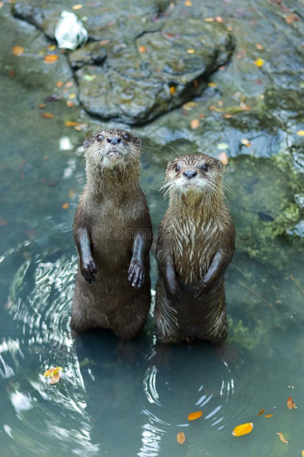 Two standing otter stock photo. Image of lake, brown - 259482418