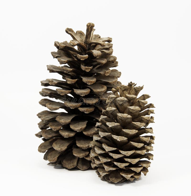 Two Standing Pine Cones stock image. Image of brown, design - 38213305