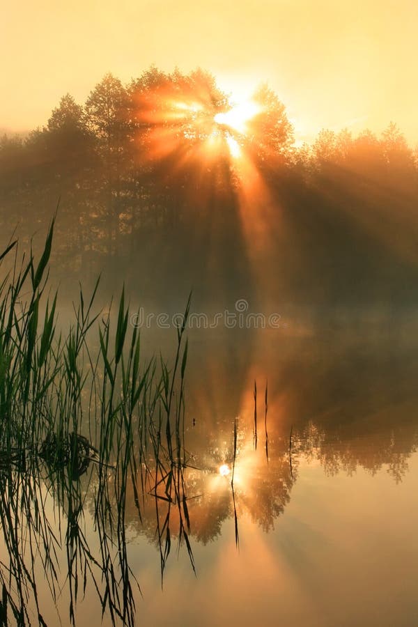 Two Star stock image. Image of reeds, rays, view, pond - 17231195