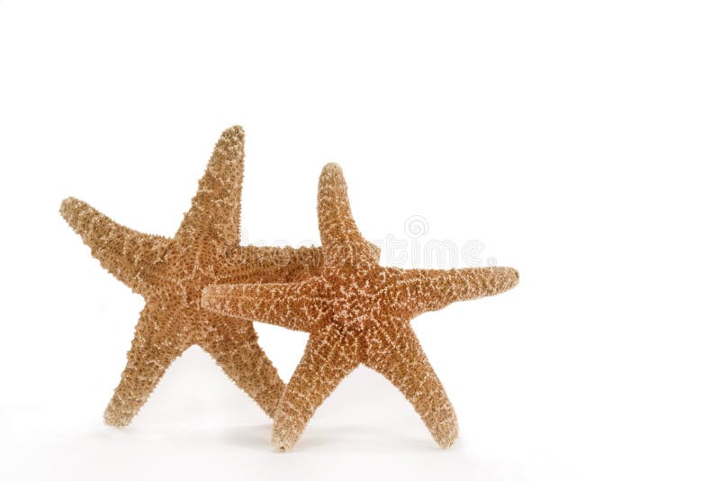 Starfish stock photo. Image of macro, animal, isolated - 634744